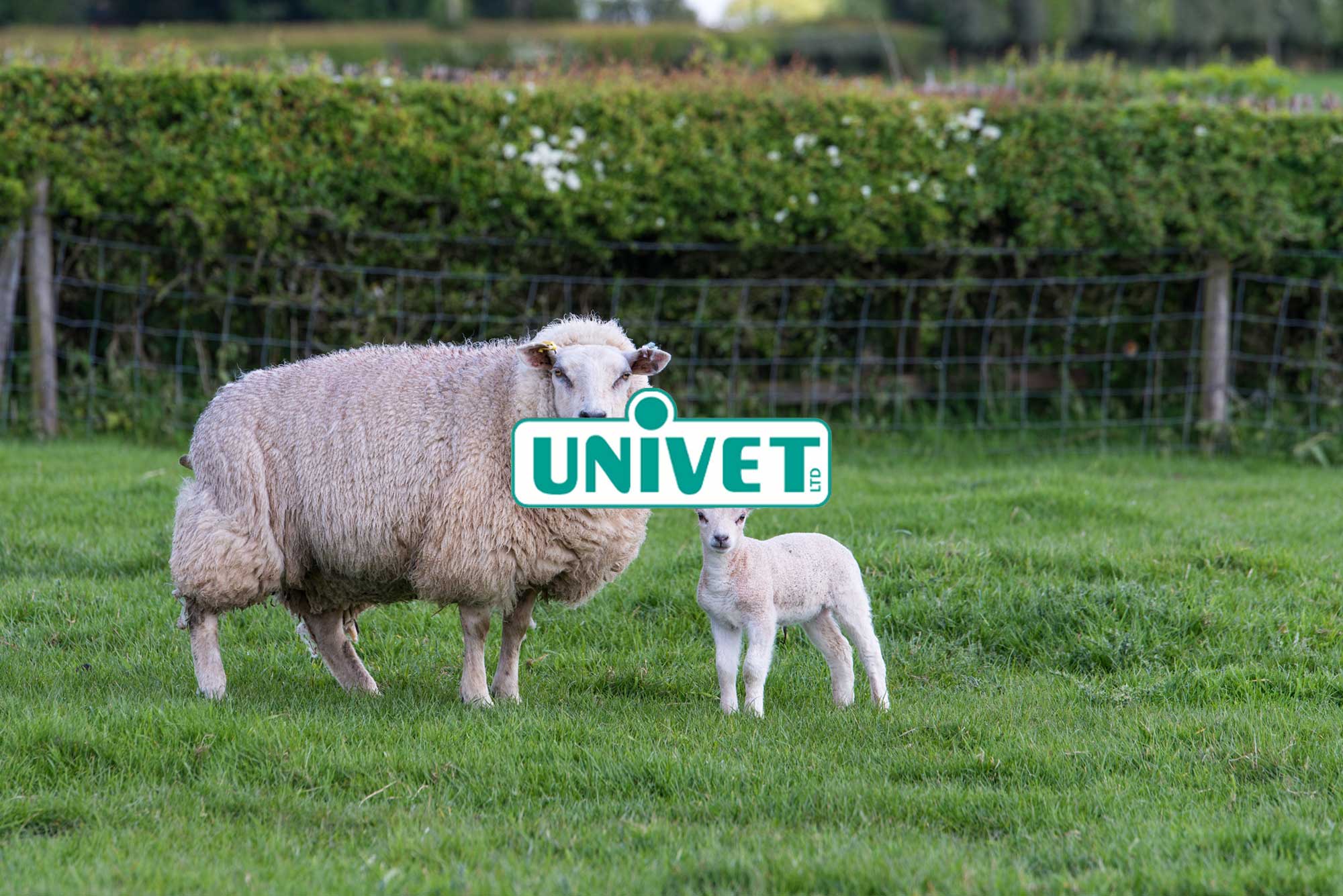 Animal Nutritional Supplements | Growvite from Univet
